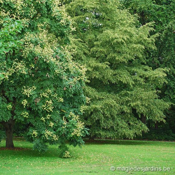 Jardin Botanique Meise