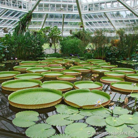 Jardin Botanique Meise