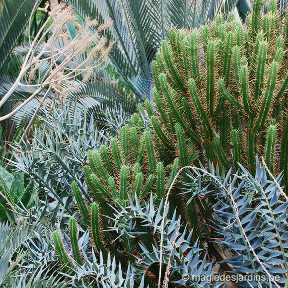 Jardin Botanique Meise