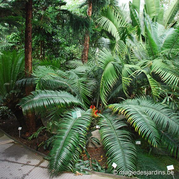 Jardin Botanique Meise