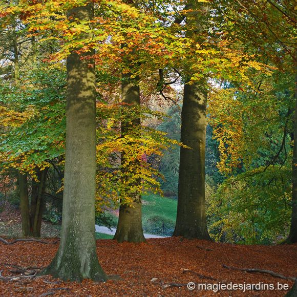 Parc Tournay-Solvay en automne.