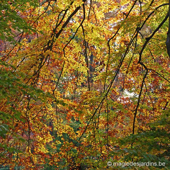 Parc Tournay-Solvay en automne.