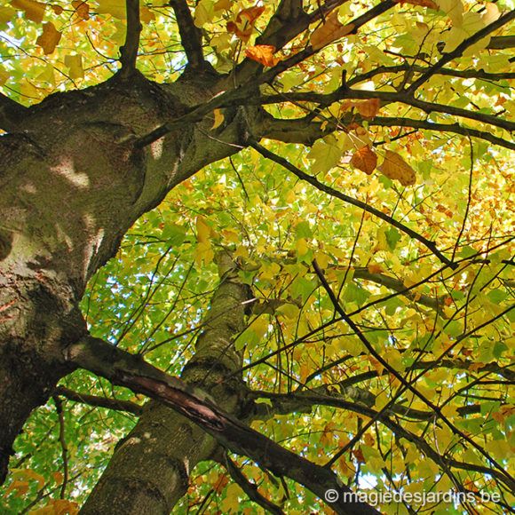 Parc Tournay-Solvay en automne.