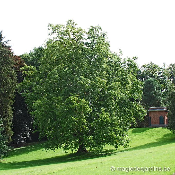 Jardin Botanique Meise
